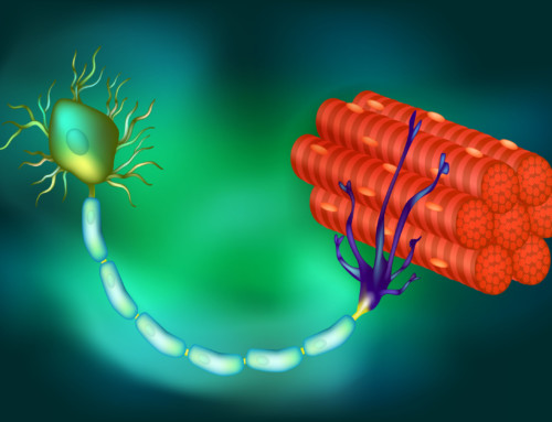 Why you can't release your tight psoas muscle with stretching