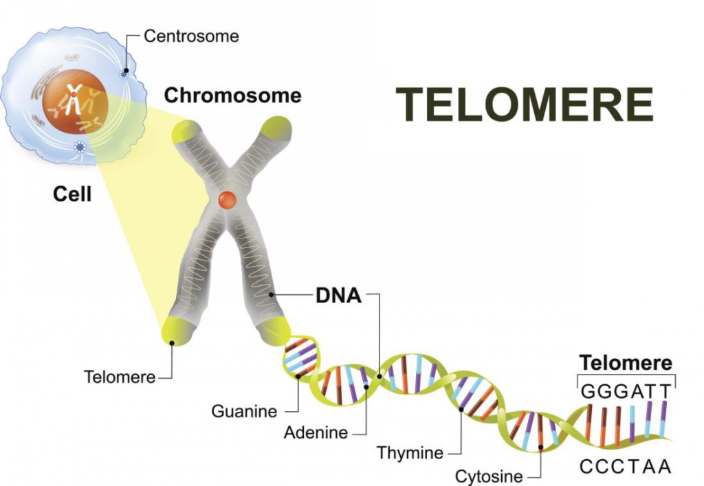 The Telomere Effect Taking Control Of Your Cellular Aging