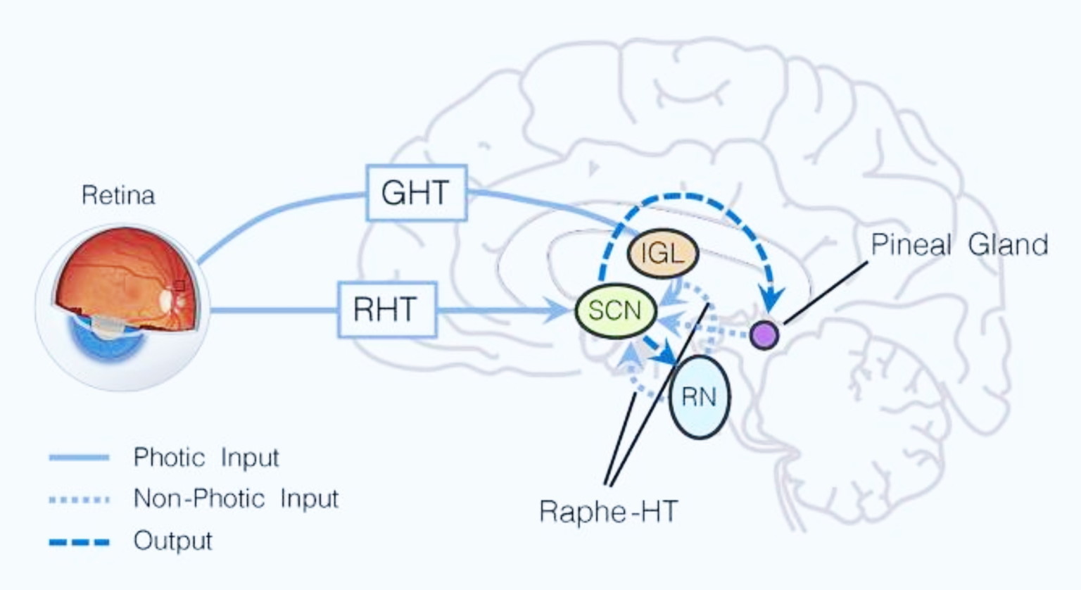 Boost Your Serotonin and Melatonin Naturally | Somatic Movement Center