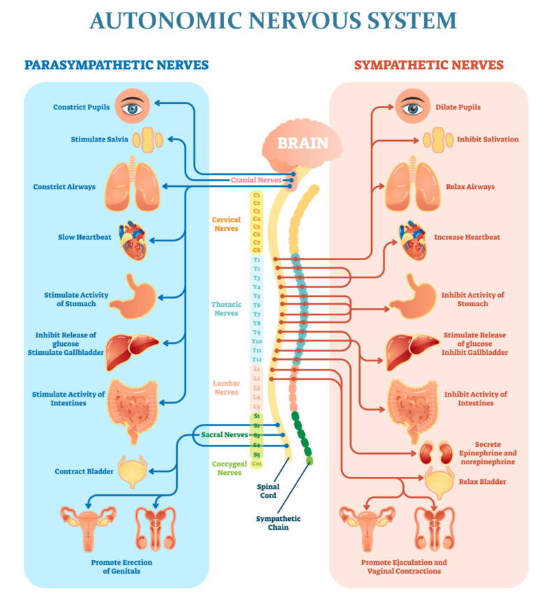 What is the Polyvagal Theory? - Somatic Movement Center