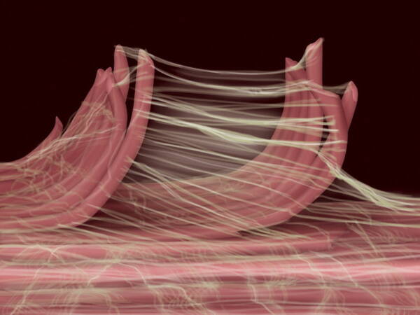 How Does Fascia Affect Our Pain and Mobility? - Somatic Movement Center