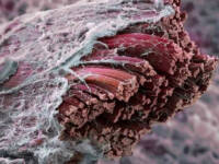 How Does Fascia Affect Our Pain and Mobility? - Somatic Movement Center