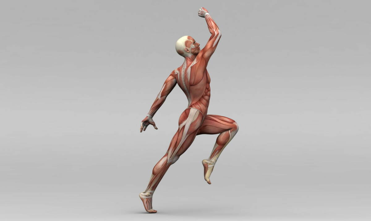 How Does Fascia Affect Our Pain and Mobility? - Somatic Movement Center